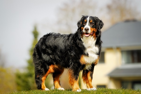 Bernese - Principais doenças - Petlove
