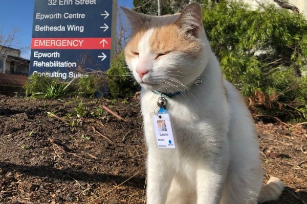 Hospital Australiano “contrata” gato como segurança | Petlove