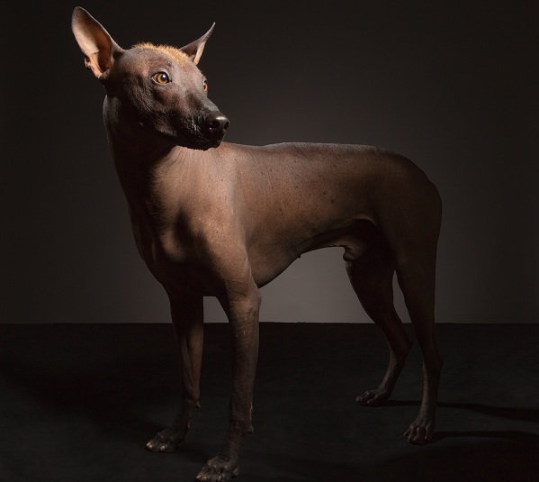 Cachorro sem pelo: Veja raças naturalmente peladas | Petlove