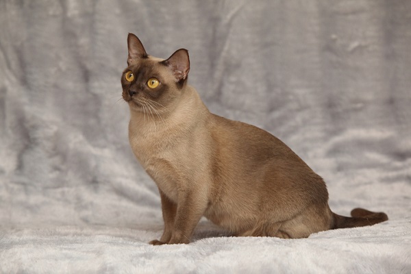 Conheça as principais doenças do gato Burmês | Petlove