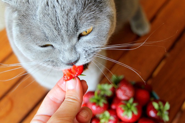Gato sente o sabor doce? | Petlove