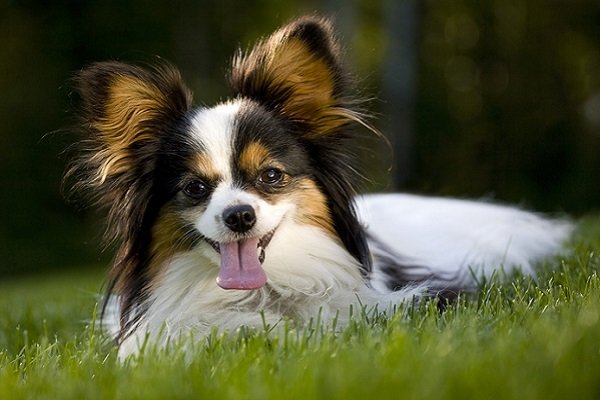 Principais doenças do Papillon | Petlove