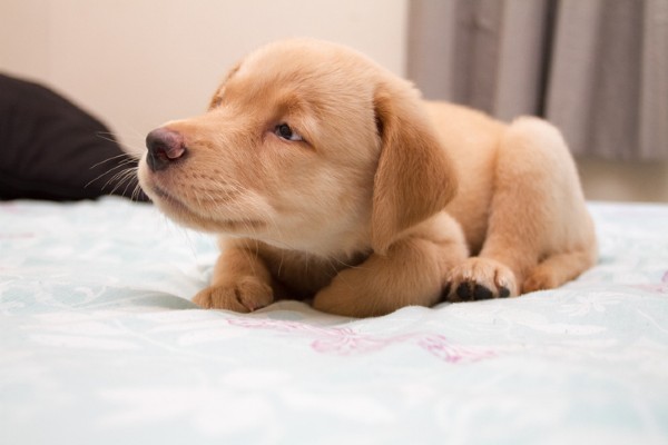 Cachorro labrador filhote - Saiba mais! | Petlove