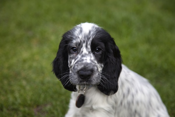 Cocker Spaniel Inglês filhote: confira fotos! | Petlove