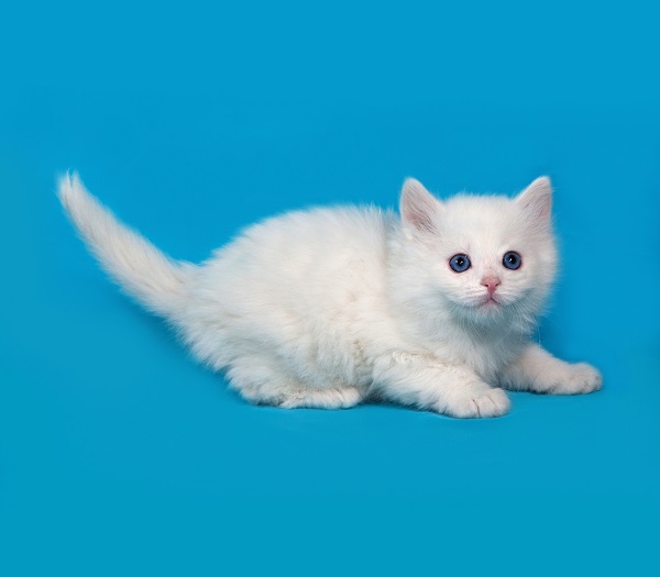 Conheça o gato branco filhote e veja fotos! | Petlove