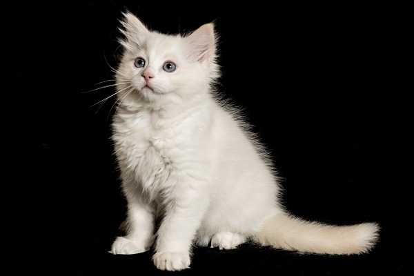 Conheça o gato branco filhote e veja fotos! | Petlove