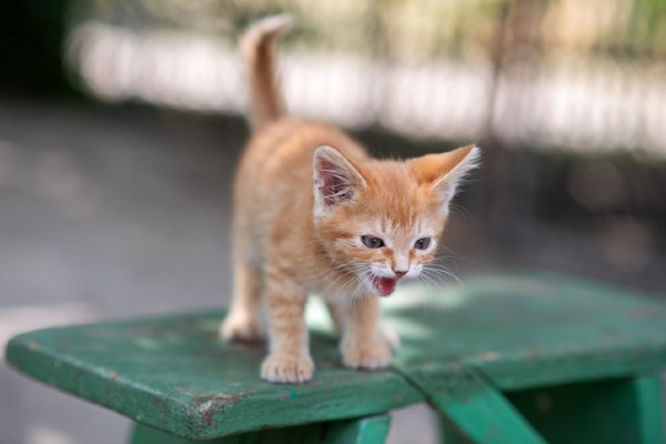 Racas De Gatos Laranja Fofinhos