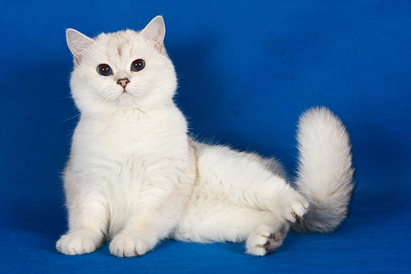 Racas De Gatos Brancos Fofos 7 Raças De Gato Com Filhotes Muito Fofos