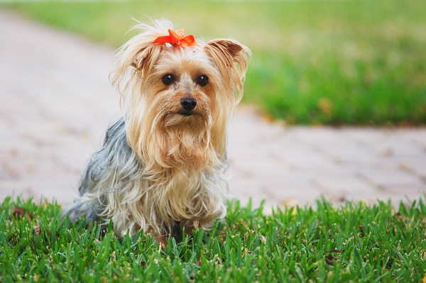 Cachorro Yorkshire adulto: conheça e veja fotos! | Petlove