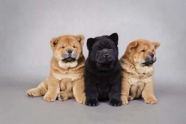 Filhote de cachorro Chow Chow: veja lindas fotos | Petlove
