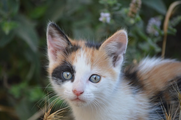 Gato tricolor filhote: saiba mais e veja fotos | Petlove