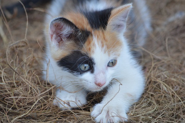 Gato tricolor filhote: saiba mais e veja fotos | Petlove