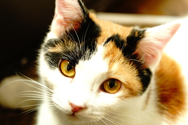 Gato tricolor filhote: saiba mais e veja fotos | Petlove