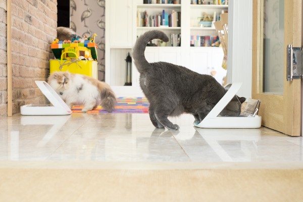 MSD Saúde Animal lança produtos tecnológicos para pets | Petlove