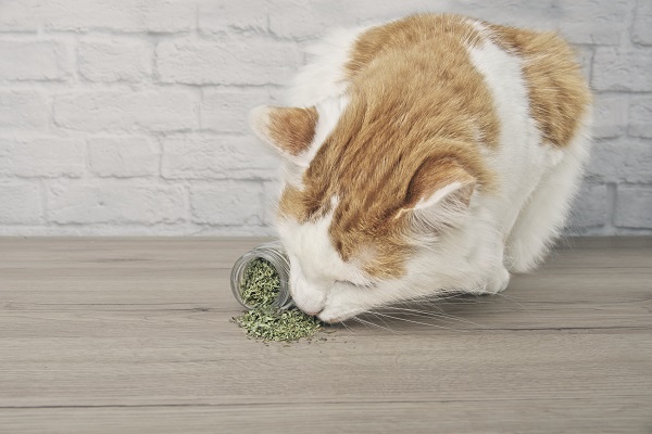 Grama para gatos: saiba aqui a importância | Petlove