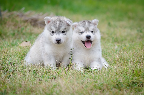 Cachorro husky filhote: conheça e veja fotos | Petlove