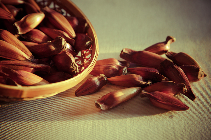 Cachorro pode comer pinhão? Descubra a resposta! | Petlove