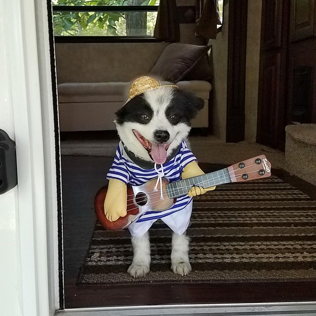 Cachorro Sorridente Cachorro Sorrindo Fotos E Imagens Para Baixar
