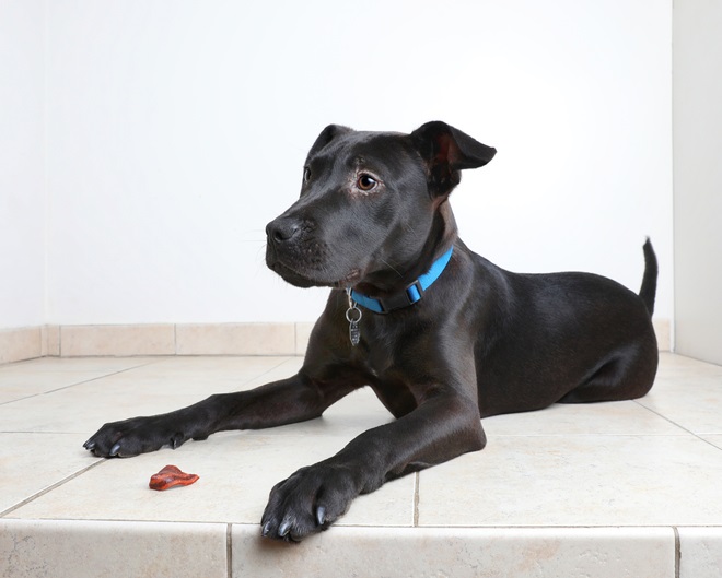 Cachorro pode comer bacon? Descubra se é permitido | Petlove