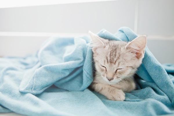 Quatro dicas para proteger seu gato do frio | Petlove