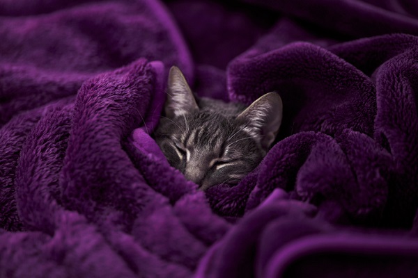 Gato sente frio? Saiba como aquecer o seu felino! | Petlove