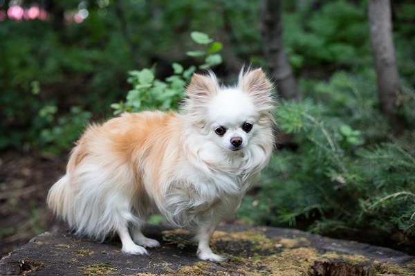 Cachorro Chiwawa Branco