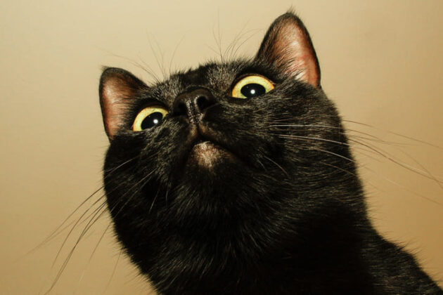 Gato preto e sexta-feira treze: qual a relação? | Petlove Gato preto e sexta-feira treze: qual a relação? | Petlove