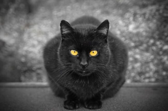 Gato preto: conheça tudo sobre esse pet fantástico | Petlove