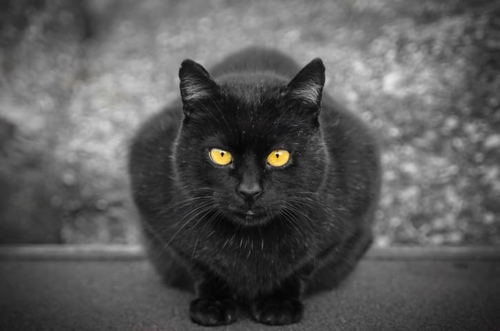 Gato preto: conheça tudo sobre esse pet fantástico | Petlove