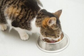 Quando e como incluir alimentos úmidos na dieta do meu pet?