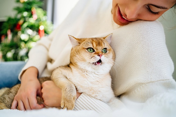 Miado de gato: como identificar e entender seu pet? I Petlove