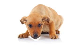 Vira-lata caramelo: por que ele é tão famoso no Brasil? I Petlove