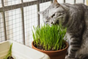 Grama de trigo: como plantar e oferecer ao seu gato? I Petlove