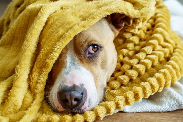 Pneumonia em cachorro: aprenda a identificar e tratar | Pet Love