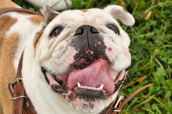 Papilomatose Canina: entenda e conheça os sintomas | Pet Love