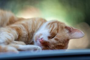 Acne felina: entenda o que é, sintomas e como tratar | Petlove