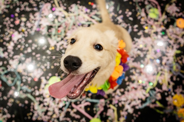 Carnaval pet: dicas de como curtir a folia com seu cachorro e gato