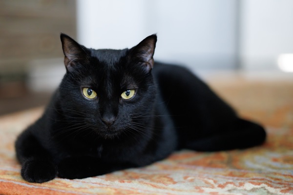 Dia Mundial do Gato: celebre o dia com o seu pet | Petlove