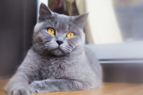 Gato cinza: conheça 9 raças com essa cor