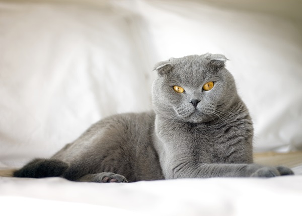 Gato cinza: conheça 9 raças com essa cor