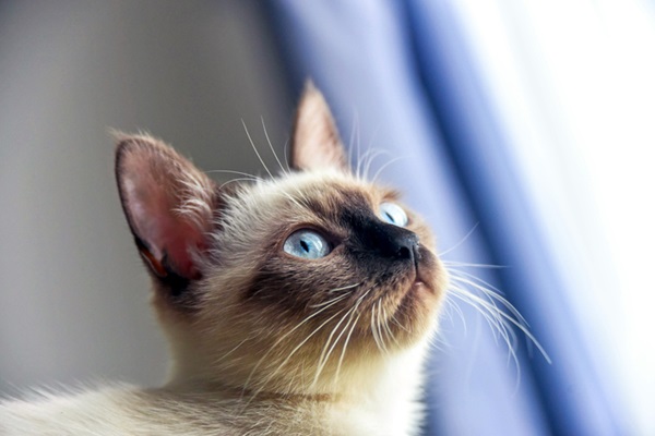 Qual a diferença entre PIF, FeLV e FIV: conheça cada uma!