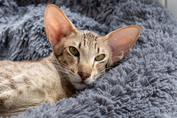 Gato orelhudo: conheça o tudo sobre o Oriental Shorthair!