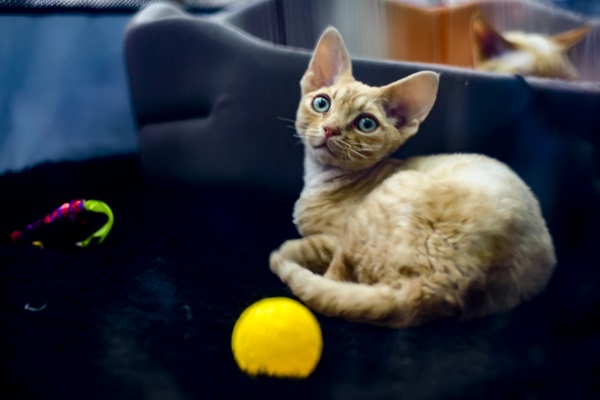 Gato cacheado: conheça 6 raças! | Petlove