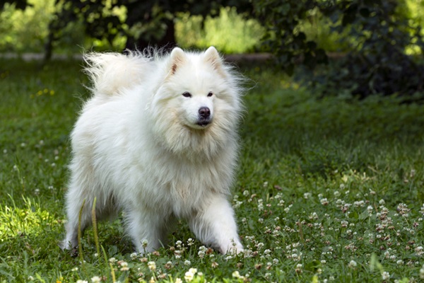 Raças de cachorro peludo: conheça 7 opções! | Petlove