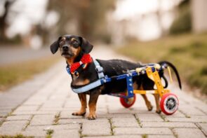 Paralisia repentina em cachorro: saiba o que fazer | Petlove