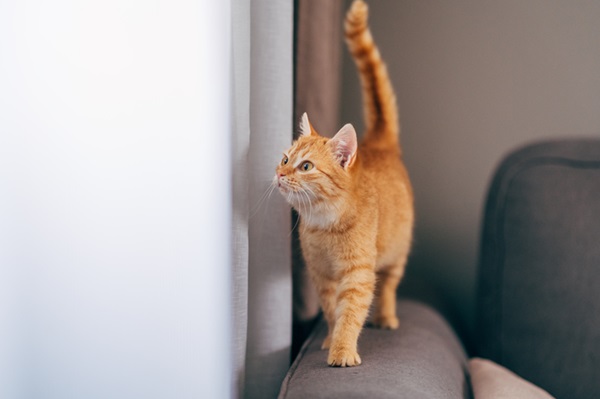 Bravecto Gatos: entenda como funciona e as opções | Petlove