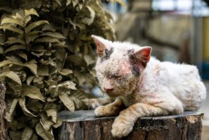 Sarna: tipos, tratamentos e sintomas em cães e gatos | Petlove