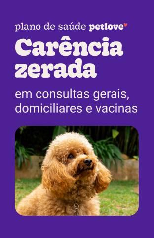 Munchkin: conheça a raça de "gato rebaixado" | Petlove